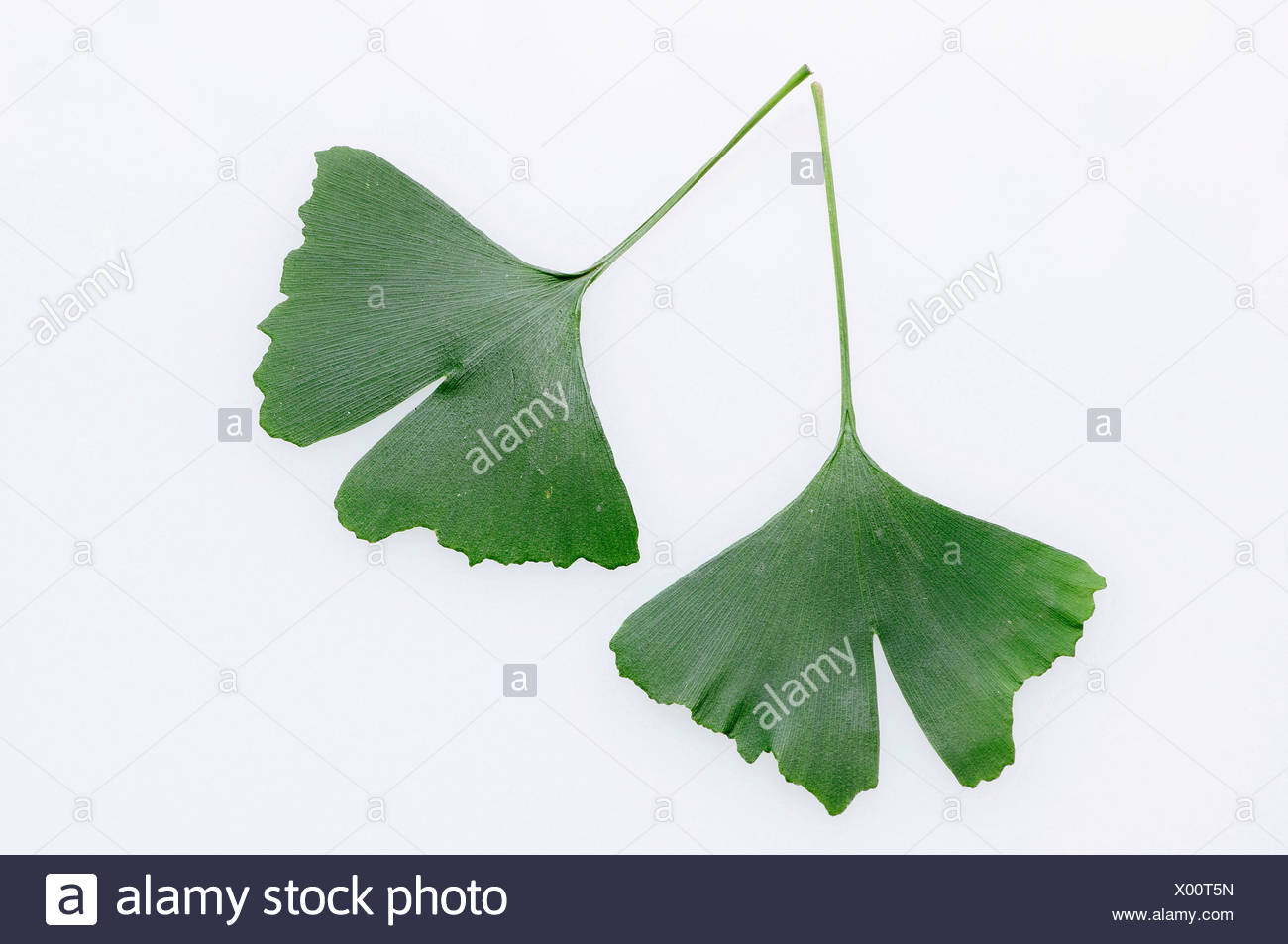 Ginkgo Biloba Tree Leaves High Resolution Stock Photography and Images - Alamy