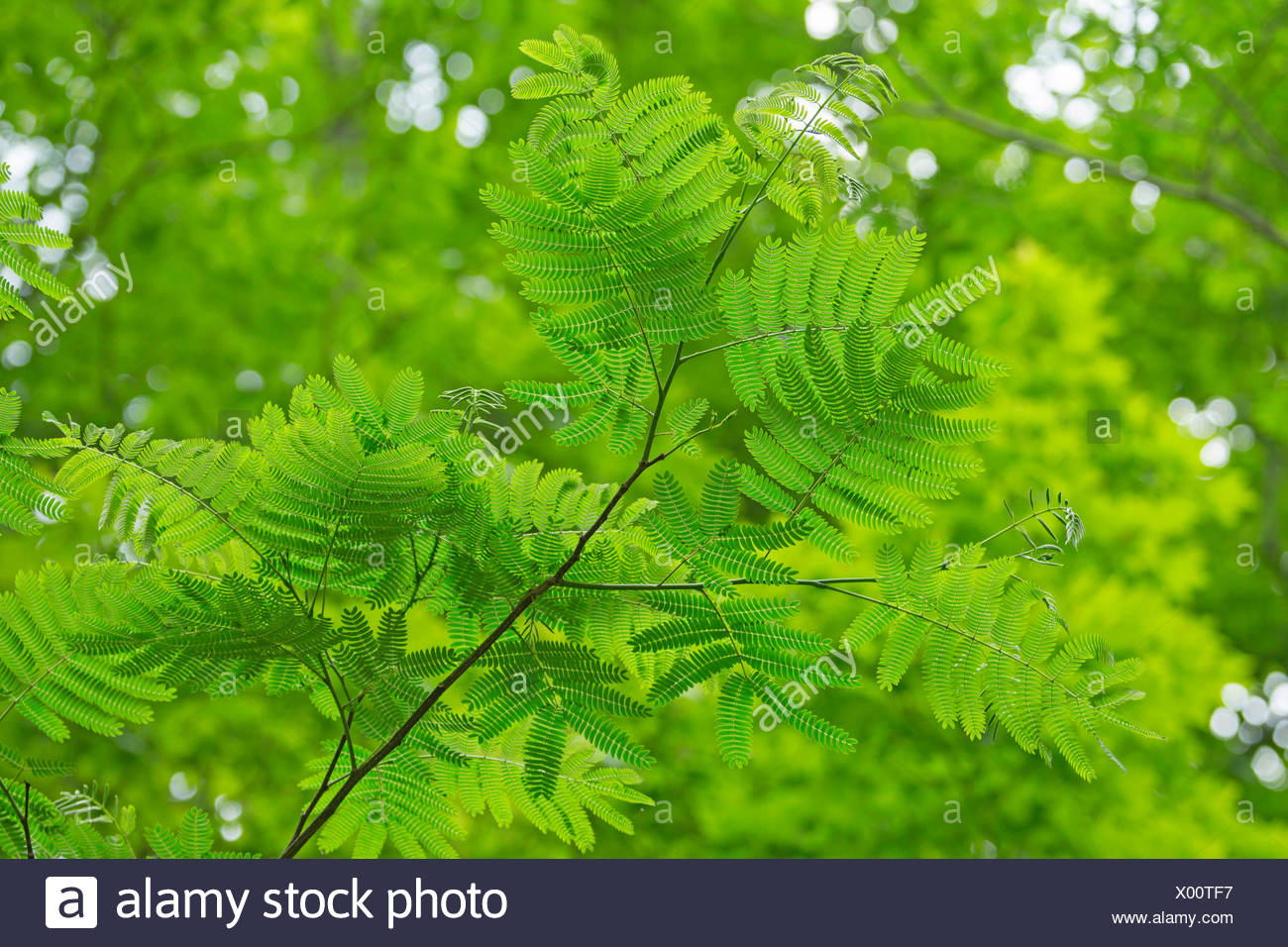 Siris Stock Photos & Siris Stock Images - Alamy