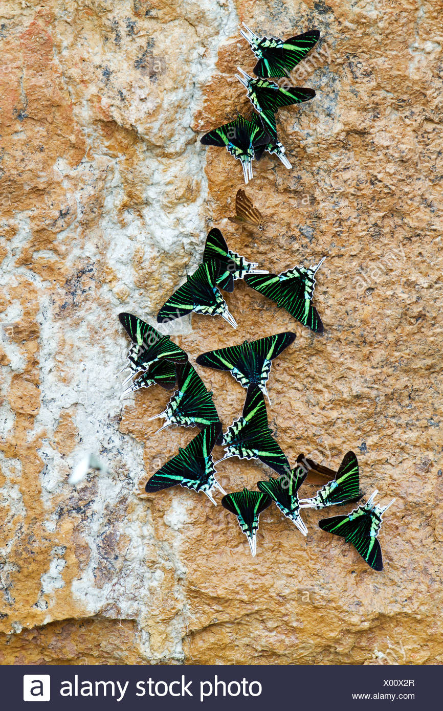 Green Banded Mineral High Resolution Stock Photography and Images - Alamy