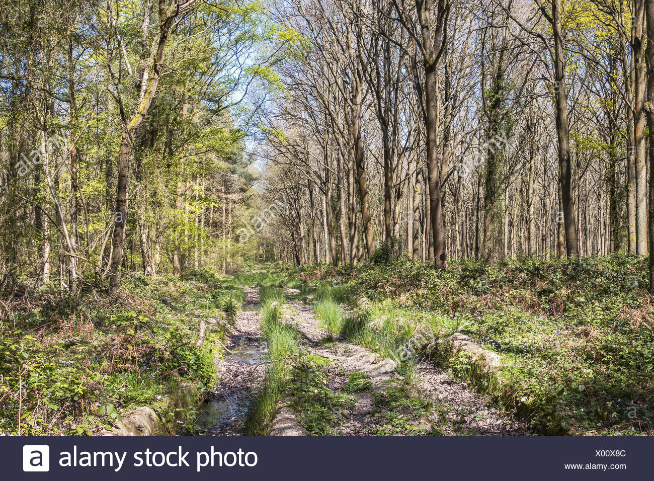 Woodland Scene High Resolution Stock Photography and Images - Alamy
