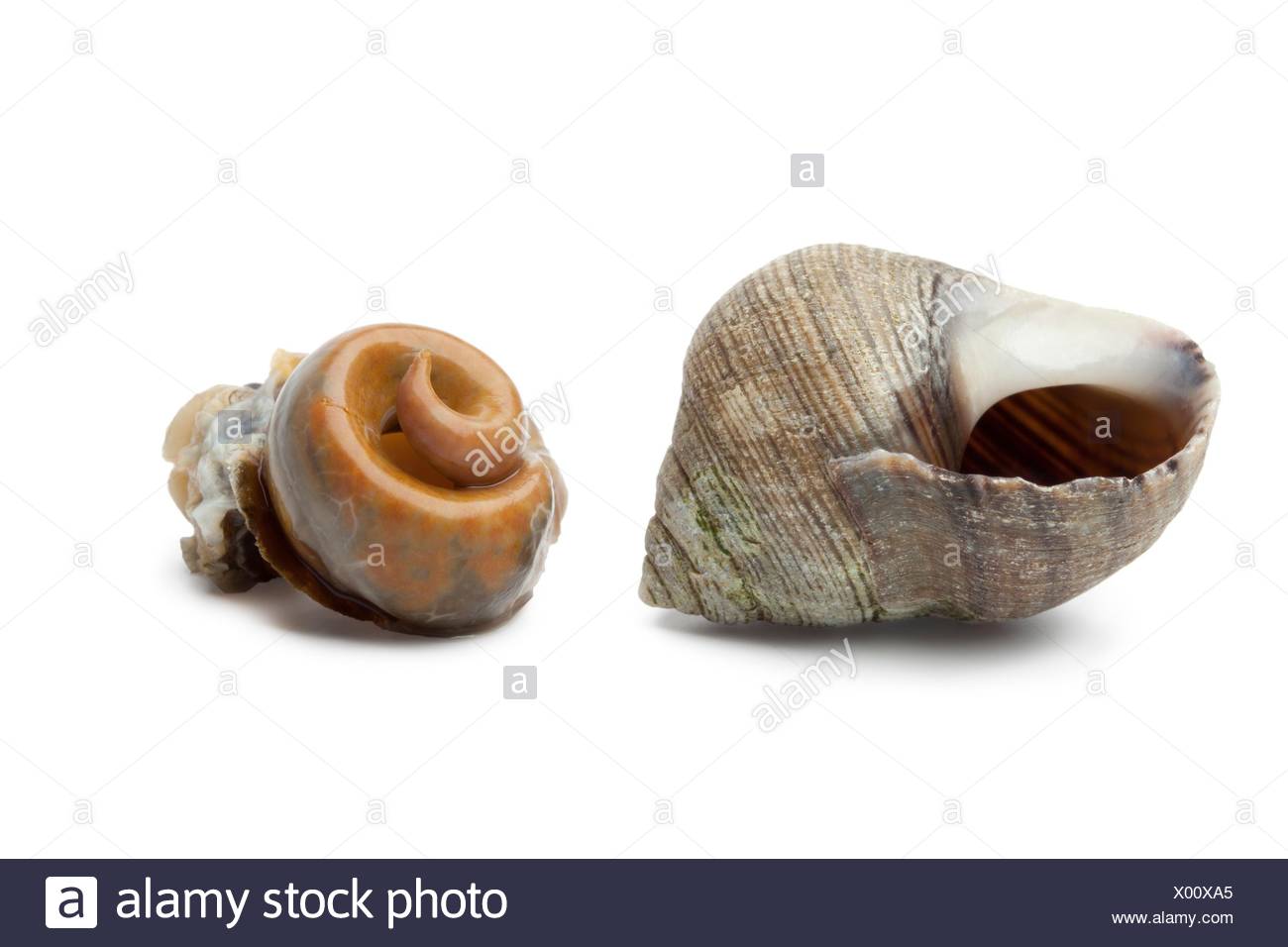 Edible Periwinkle High Resolution Stock Photography and Images - Alamy