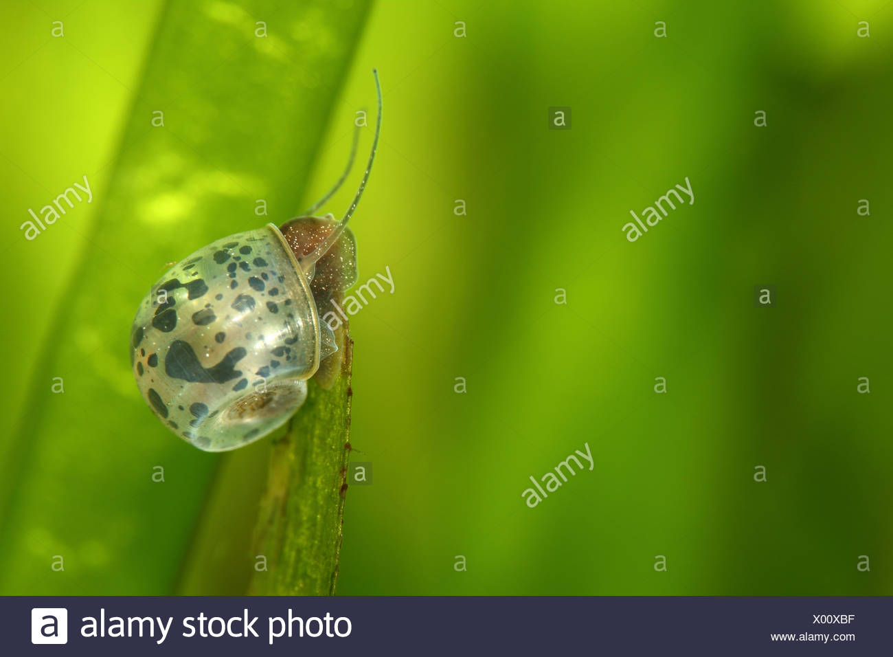 Planorbarius High Resolution Stock Photography and Images - Alamy