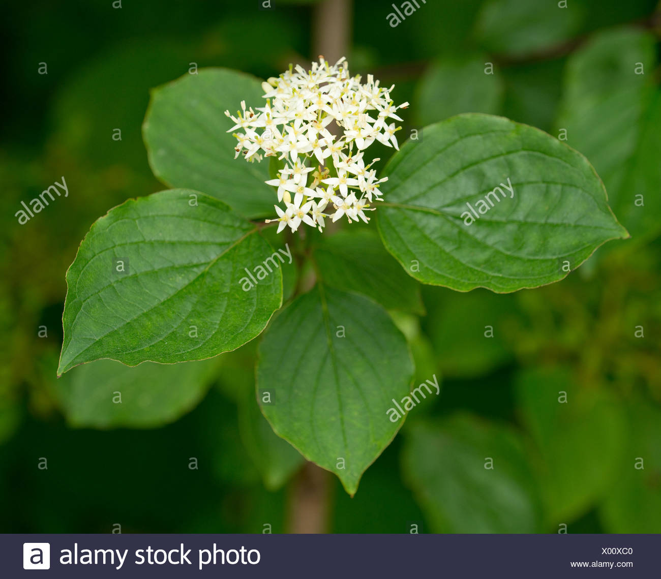 Corymb Inflorescence High Resolution Stock Photography and Images - Alamy
