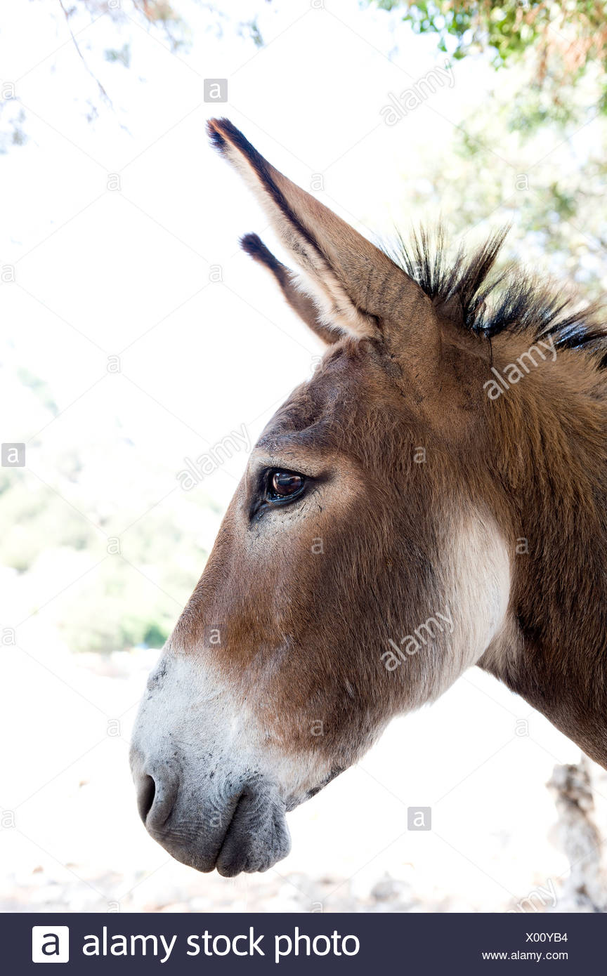 Stubborn Donkey High Resolution Stock Photography and Images - Alamy