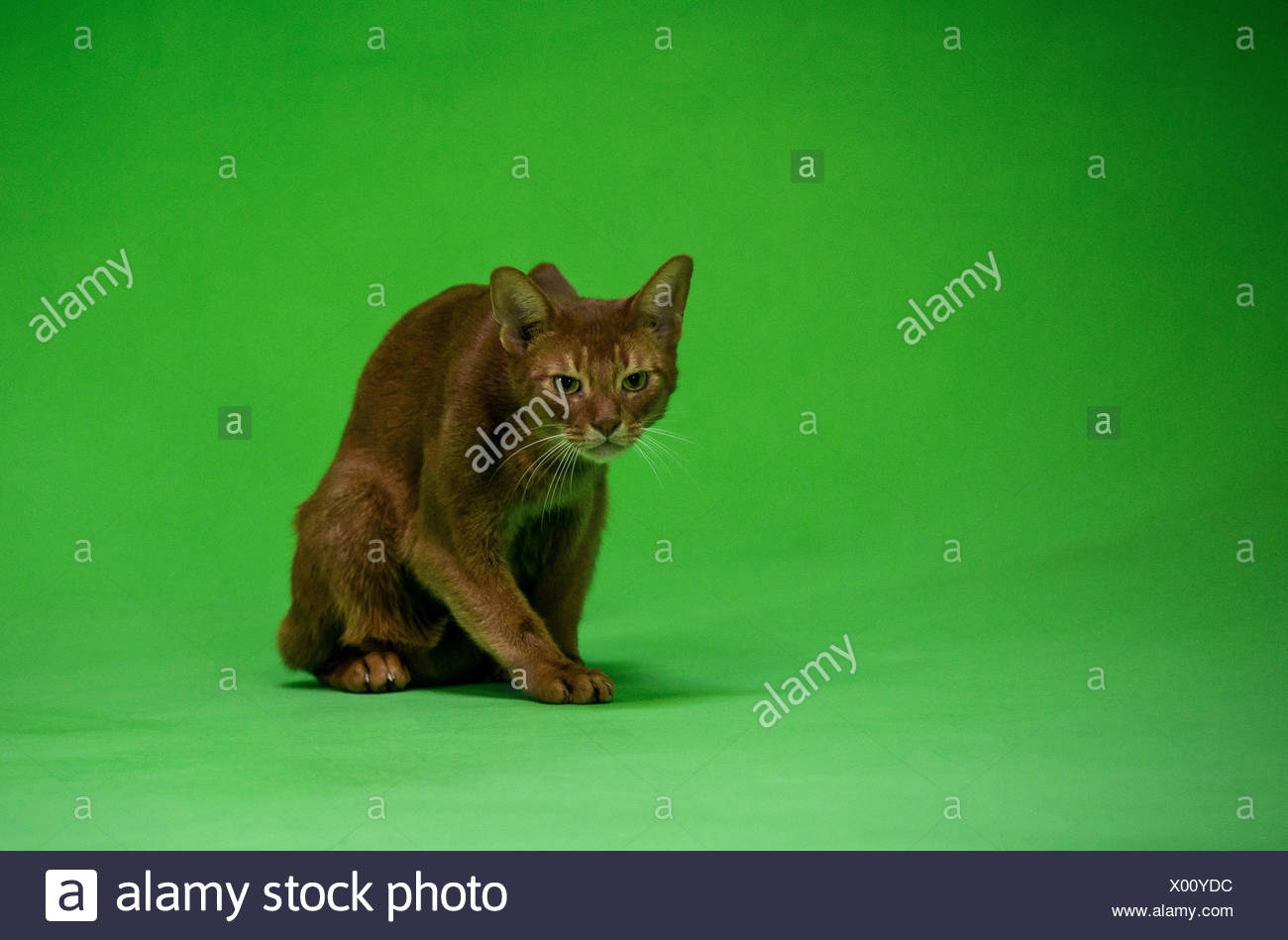 Crouched Cat Stock Photos & Crouched Cat Stock Images - Alamy