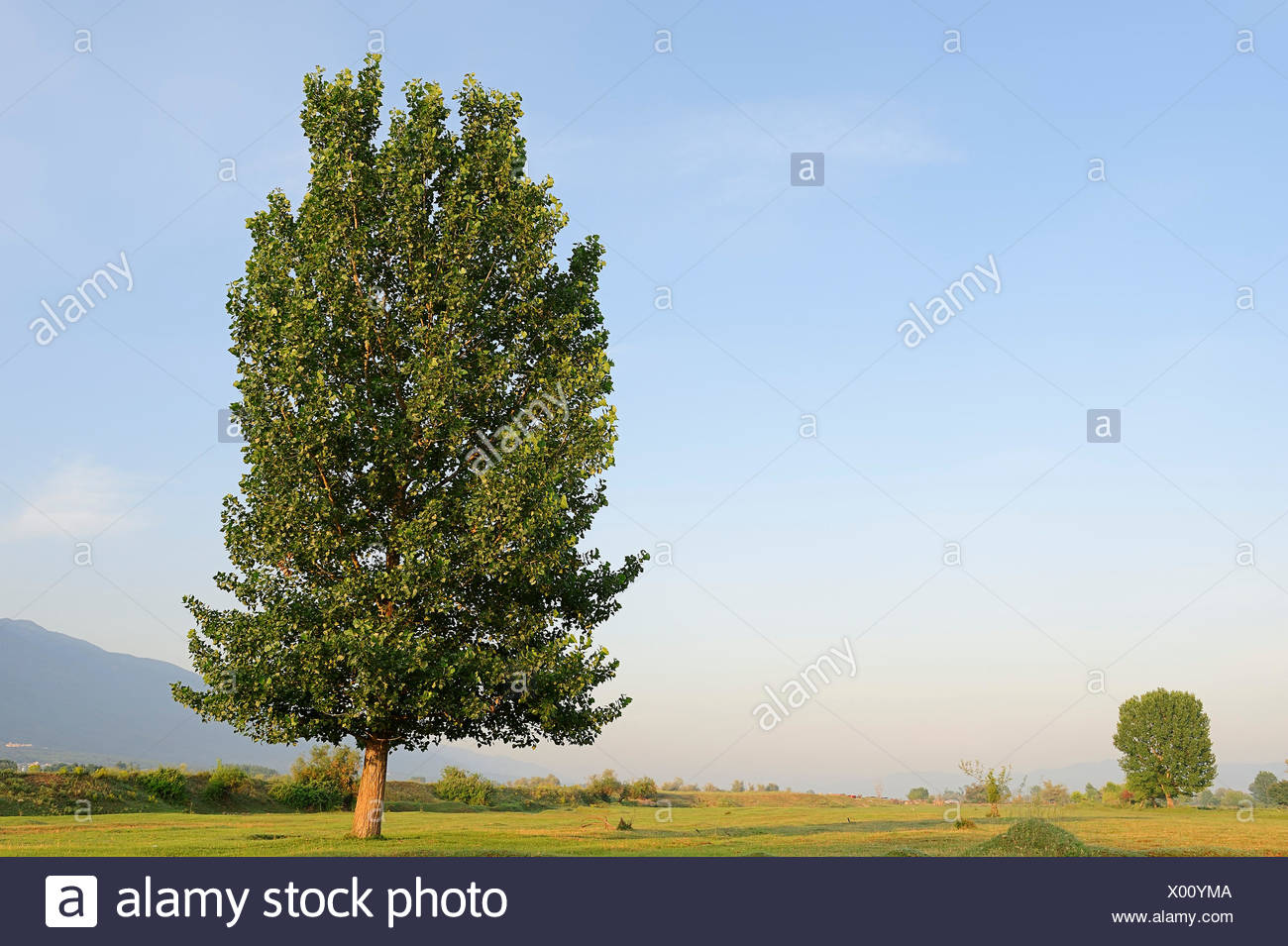 Black Poplar Populus Nigra Trees High Resolution Stock Photography and ...