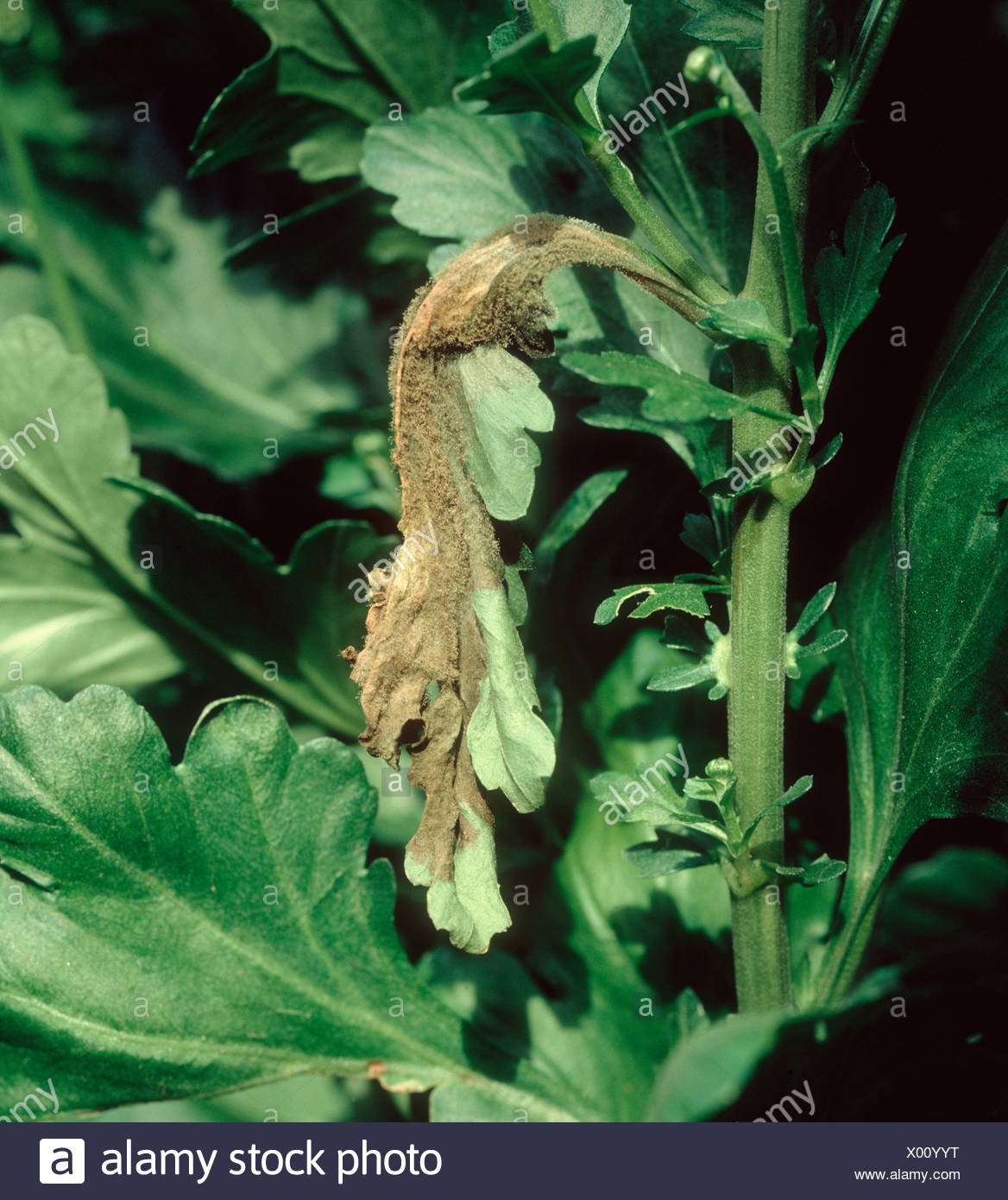 Grey Mould Botrytis Cinerea Mycelium Stock Photos & Grey Mould Botrytis ...