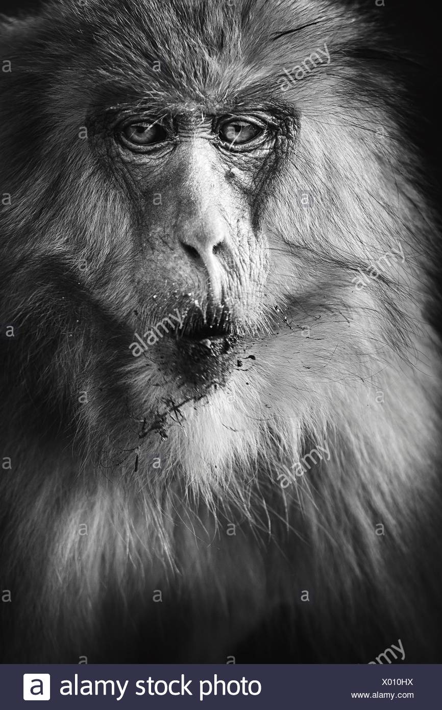 Monkey With Camera Stock Photos & Monkey With Camera Stock Images - Alamy