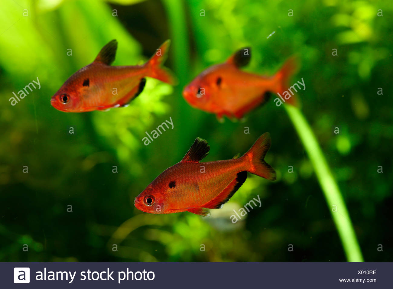 Hyphessobrycon Eques High Resolution Stock Photography and Images - Alamy