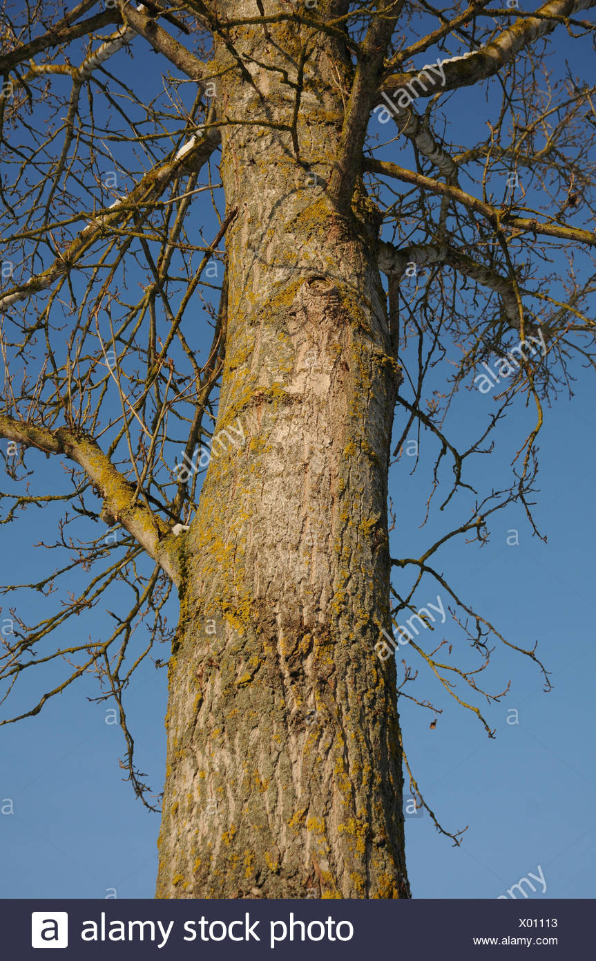 Balsa Tree High Resolution Stock Photography and Images - Alamy