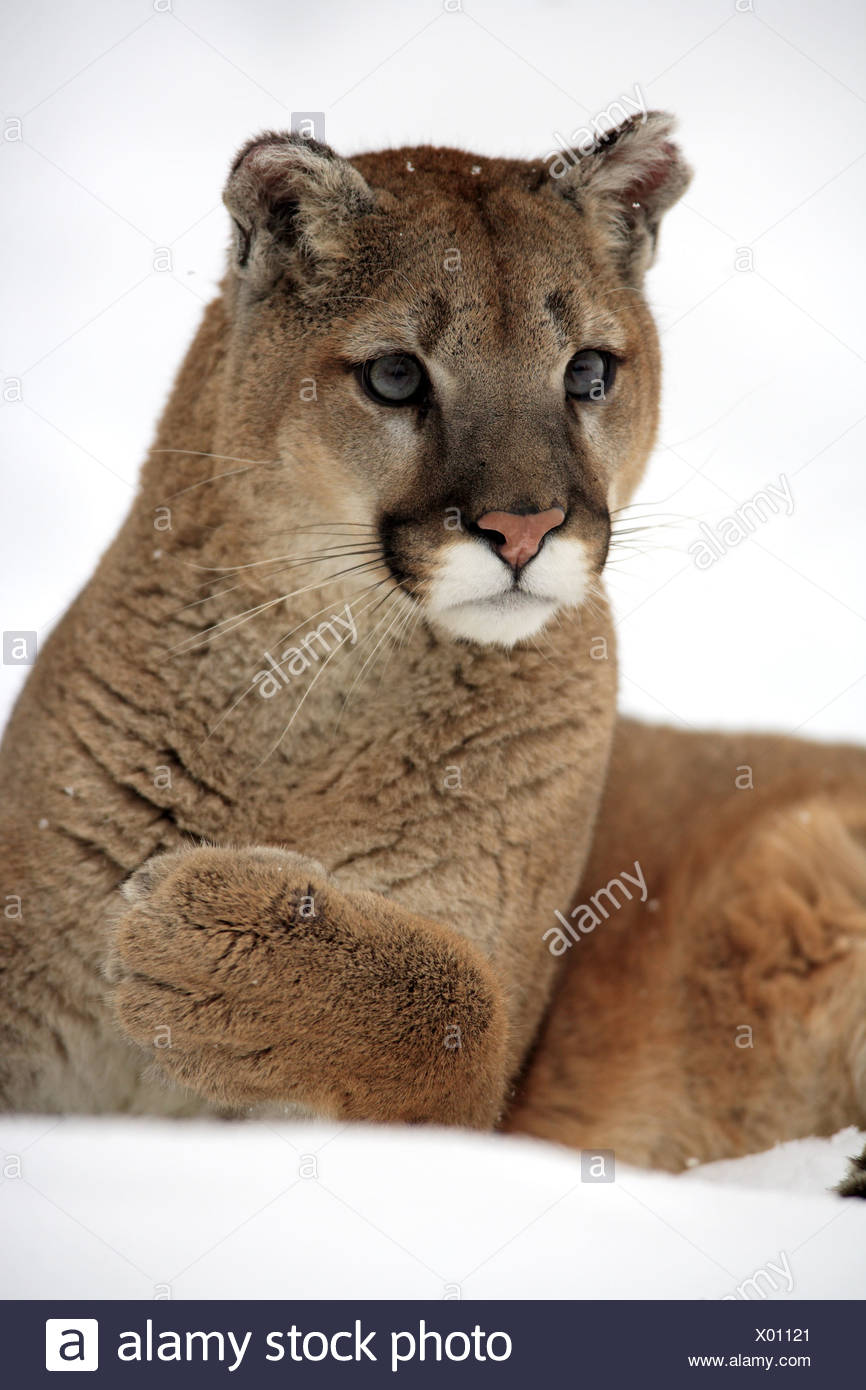 Puma Paw Stock Photos & Puma Paw Stock Images - Alamy