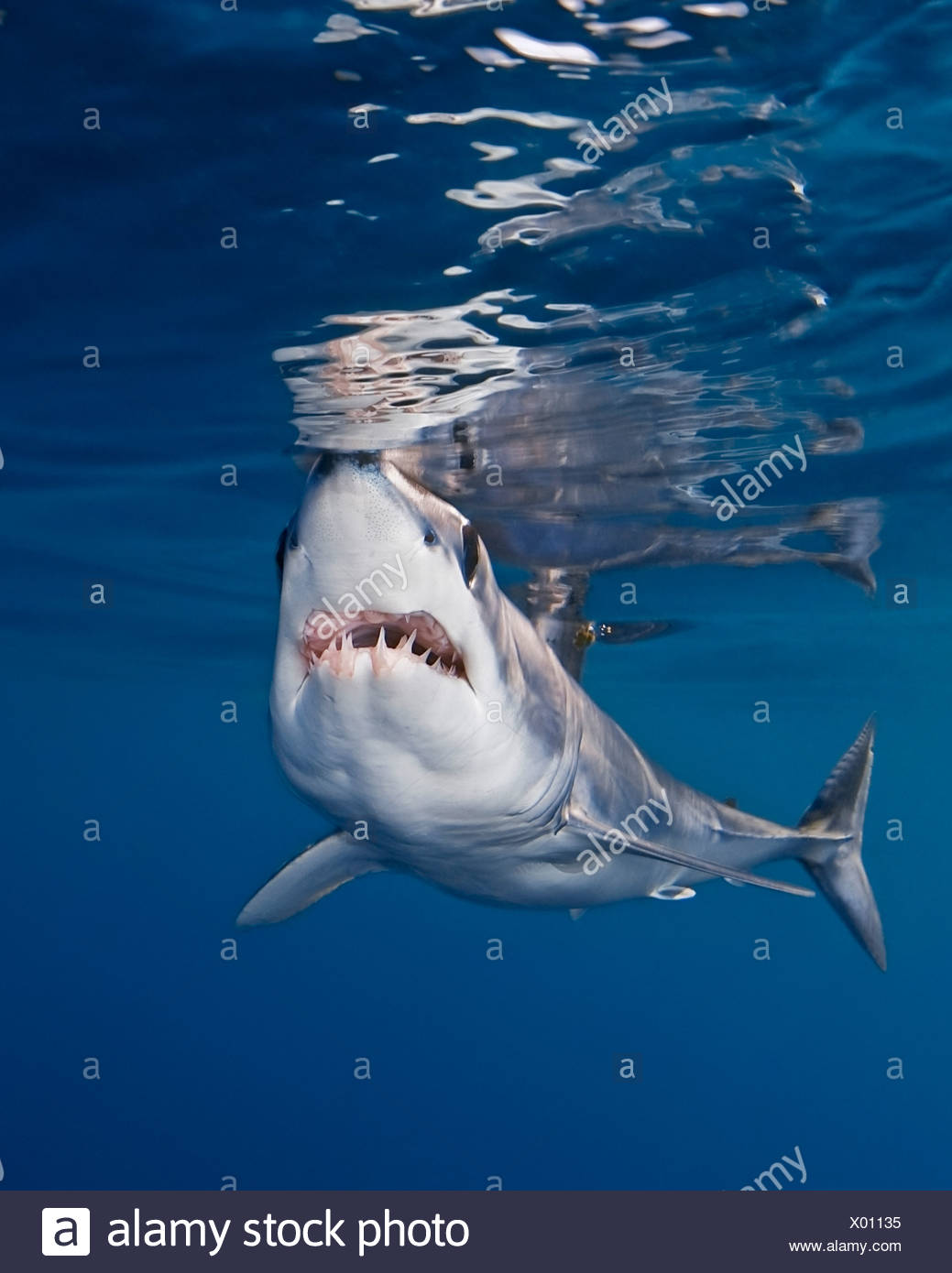 Mako Shark High Resolution Stock Photography and Images - Alamy