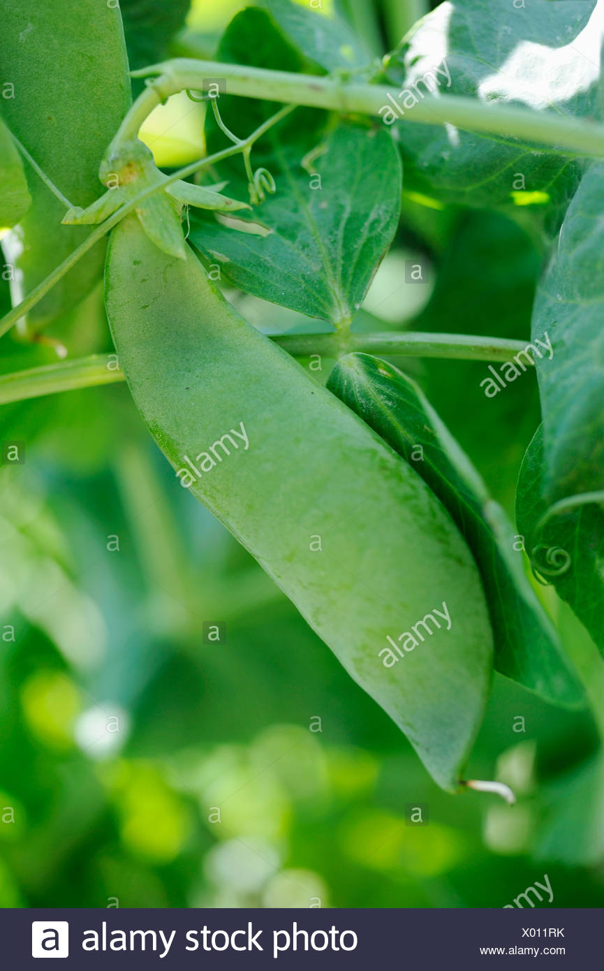 Pods Garden Plant Stock Photos & Pods Garden Plant Stock Images - Alamy