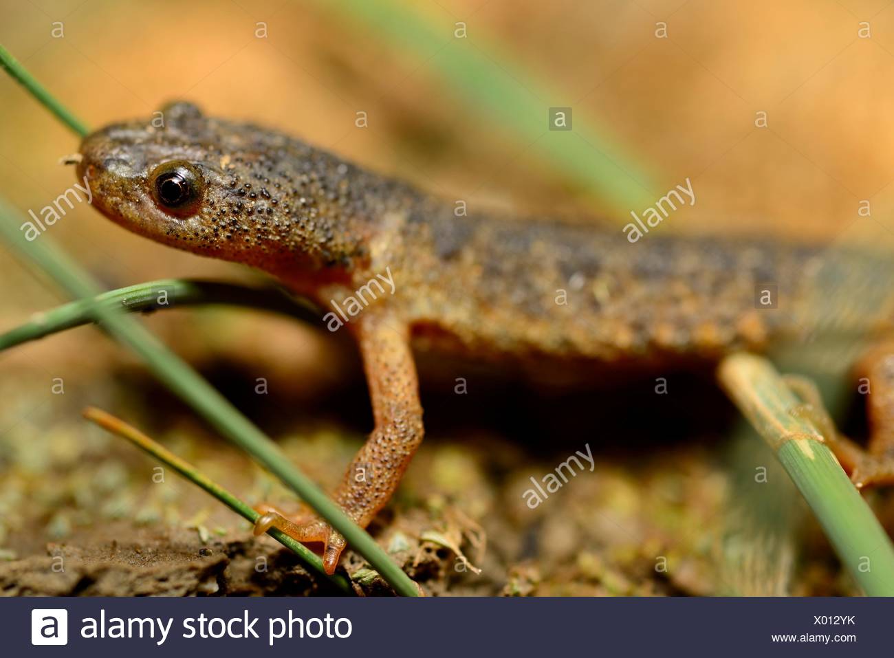 Spanish Ribbed Newt High Resolution Stock Photography and Images - Alamy