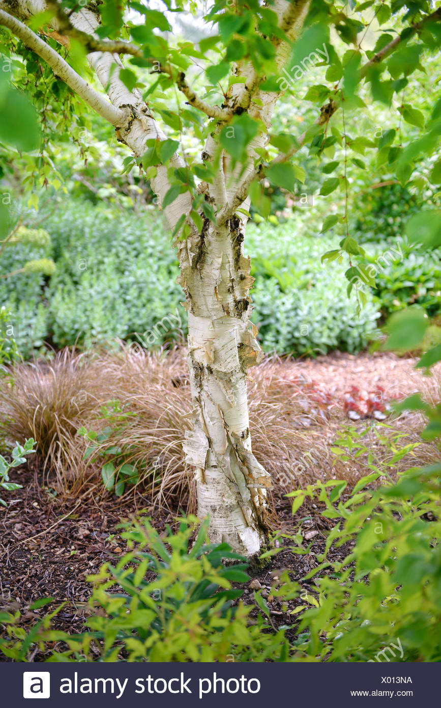 Weeping Birch Tree High Resolution Stock Photography and Images - Alamy