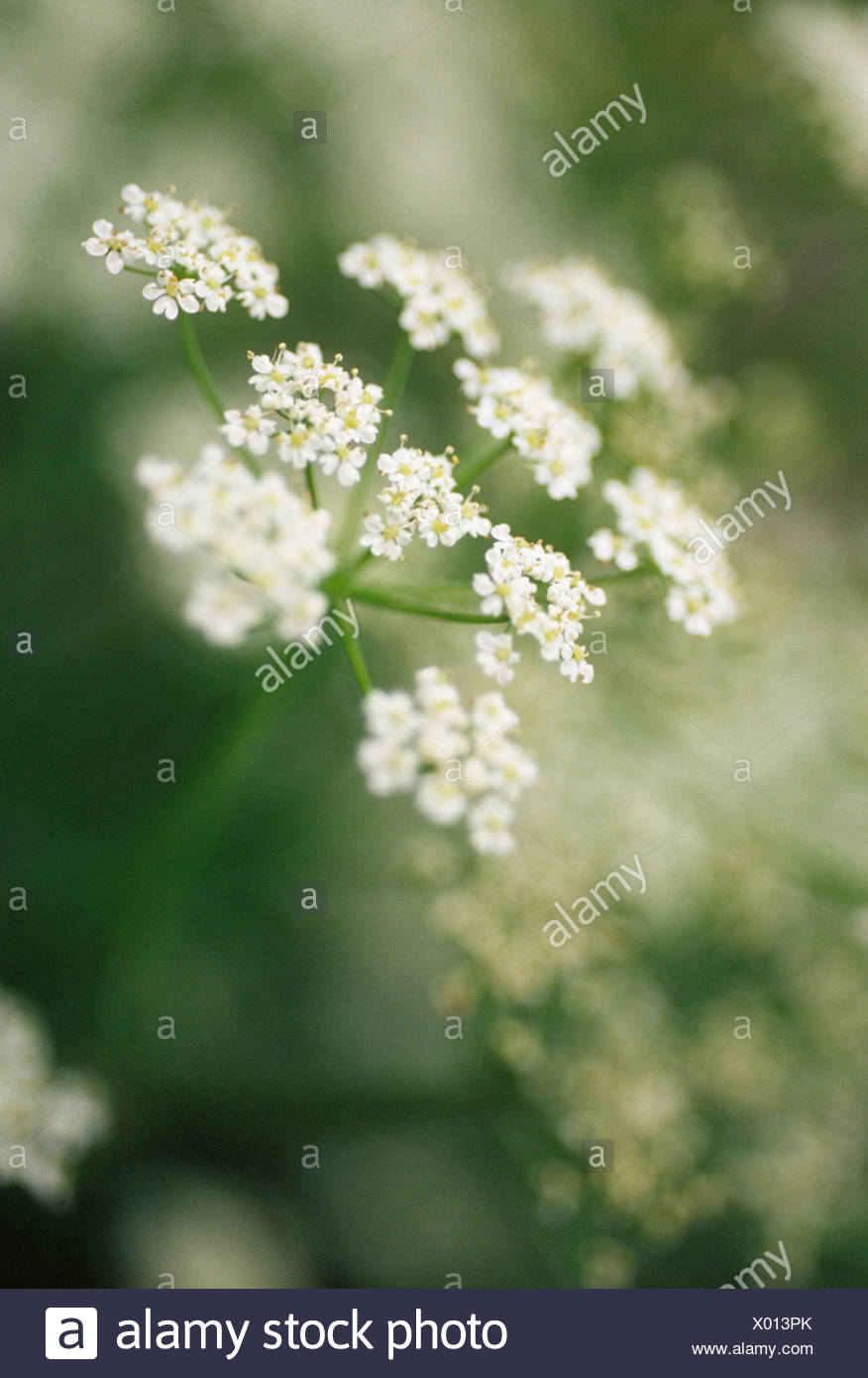 Cumin Plant High Resolution Stock Photography and Images - Alamy