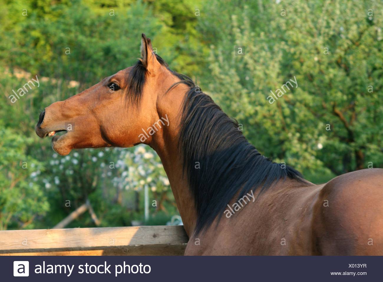 Neighs High Resolution Stock Photography and Images - Alamy