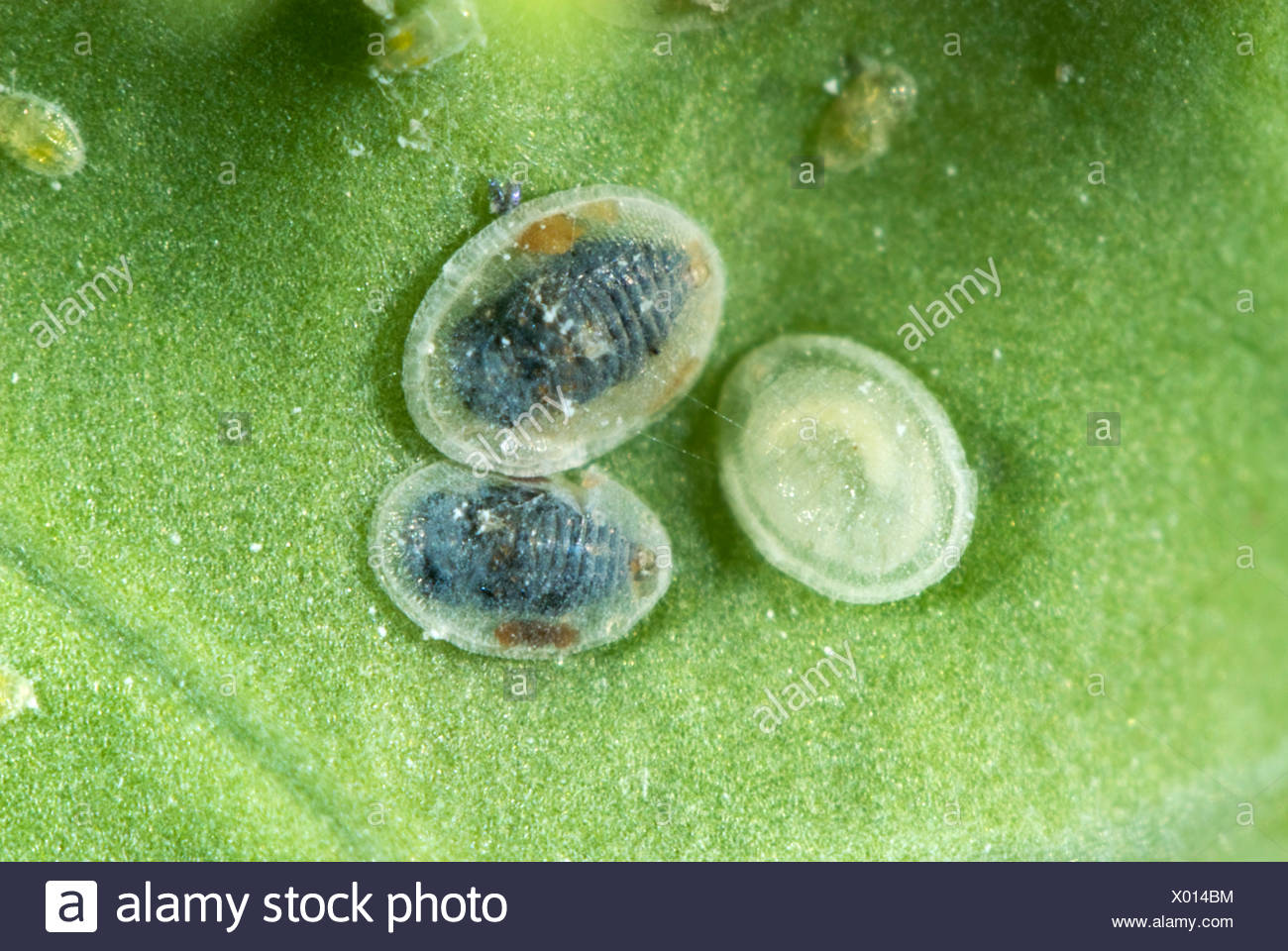 Whitefly Parasite High Resolution Stock Photography and Images - Alamy