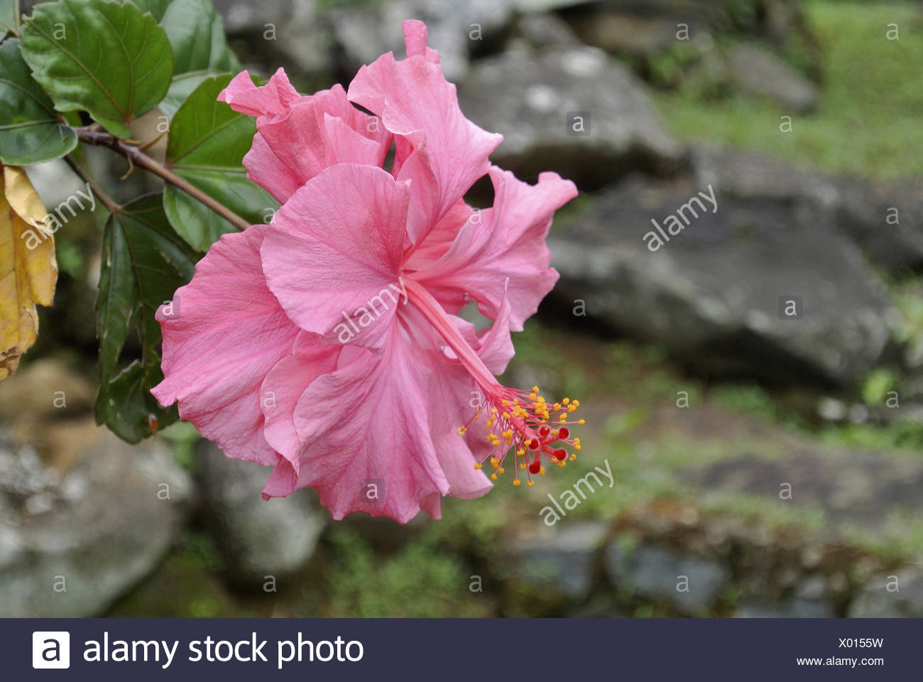 Malvaceae Family High Resolution Stock Photography and Images - Alamy