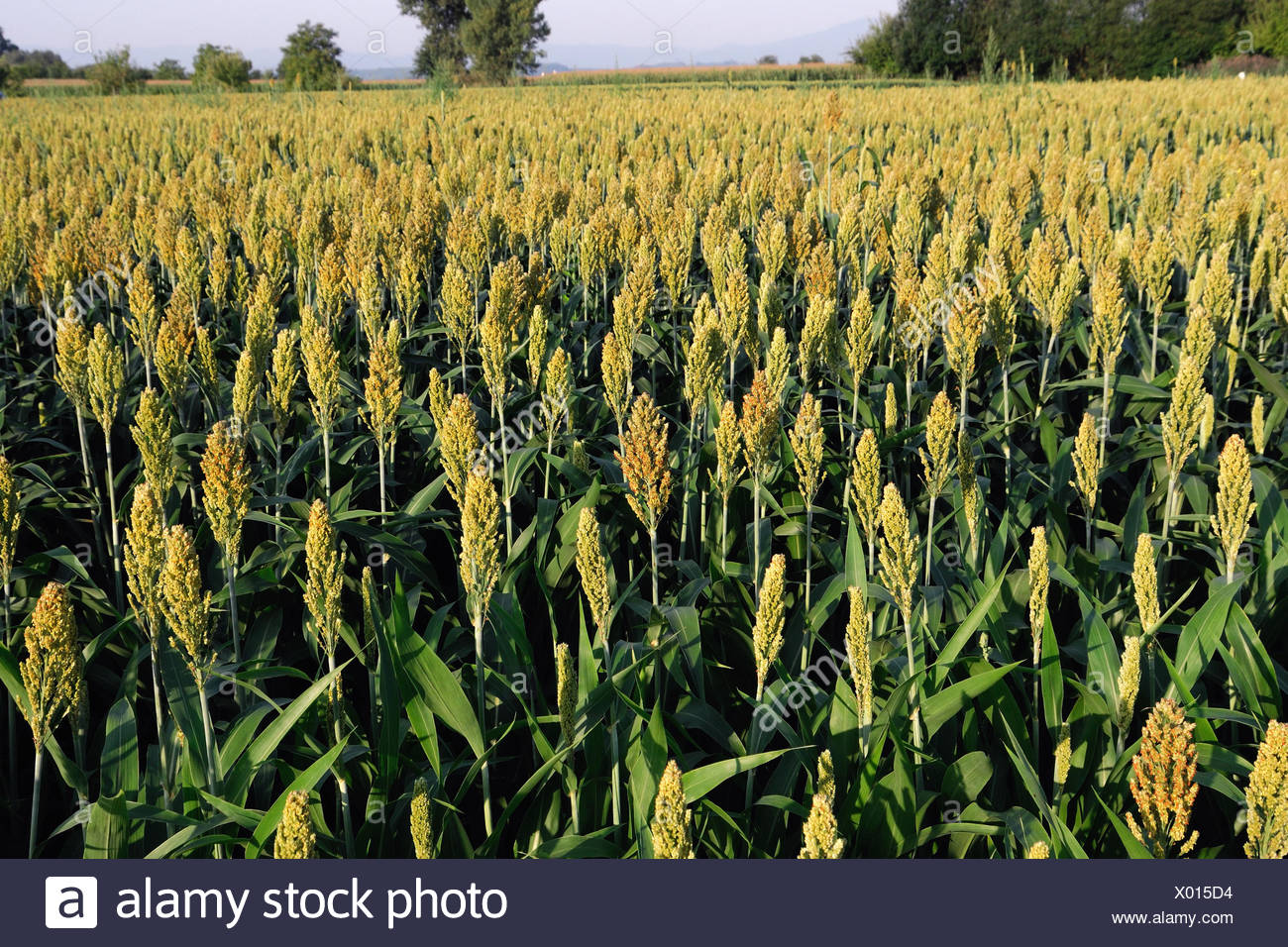 Millet Field Stock Photos & Millet Field Stock Images - Alamy