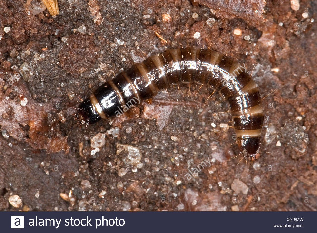Click Beetles High Resolution Stock Photography and Images - Alamy