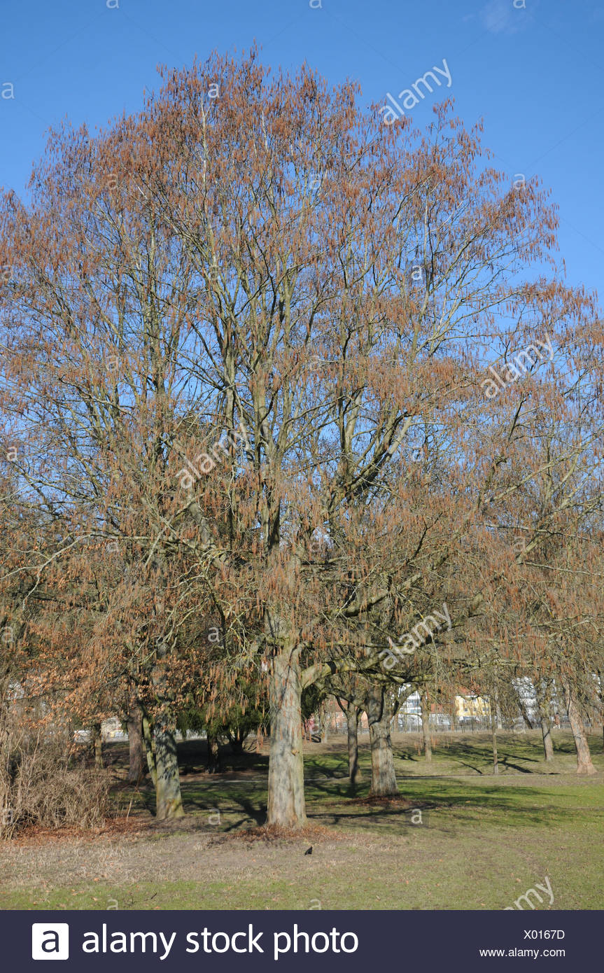 Grey Alder Tree High Resolution Stock Photography and Images - Alamy
