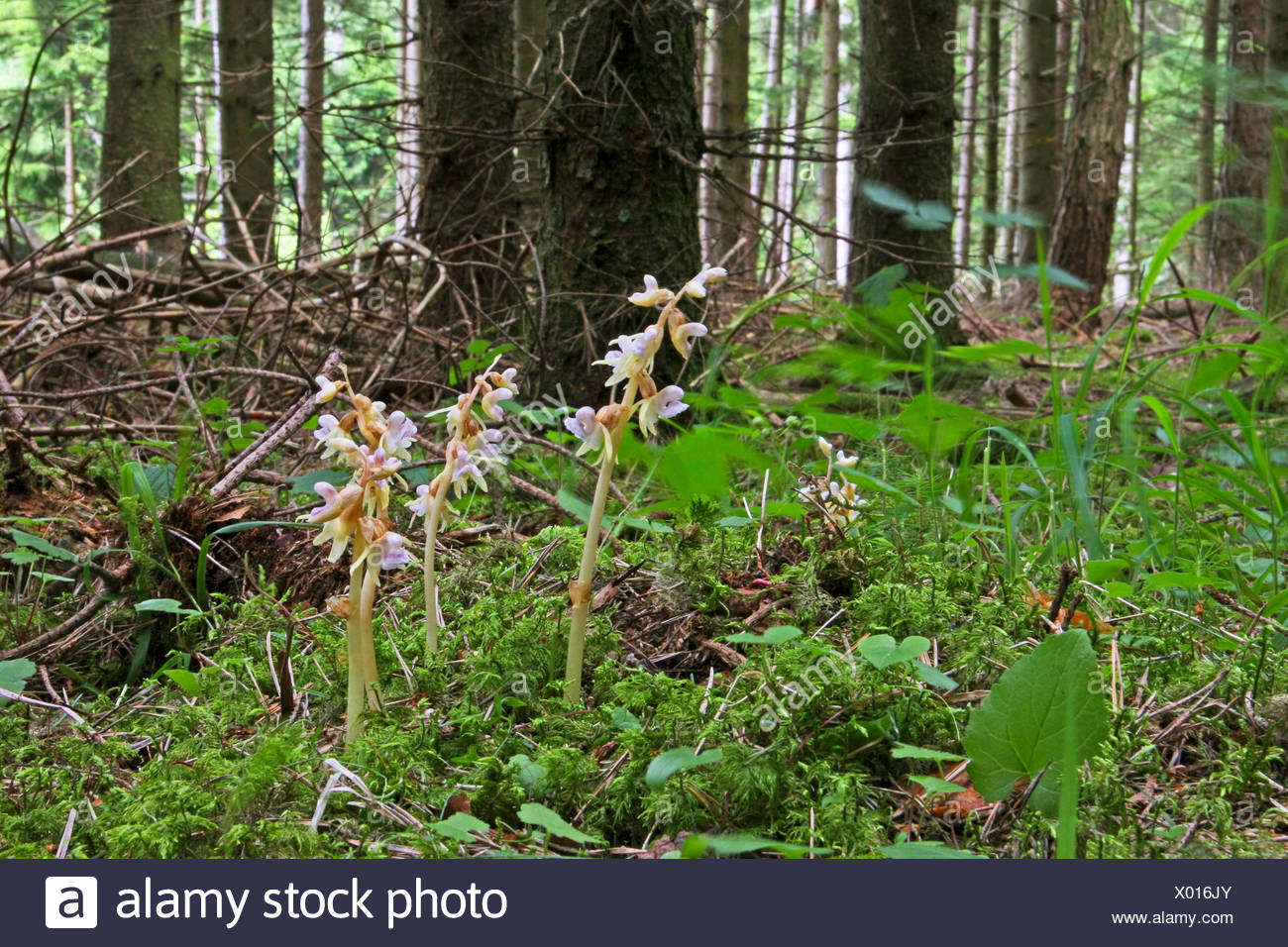 Forest Ghost Flower High Resolution Stock Photography and Images - Alamy