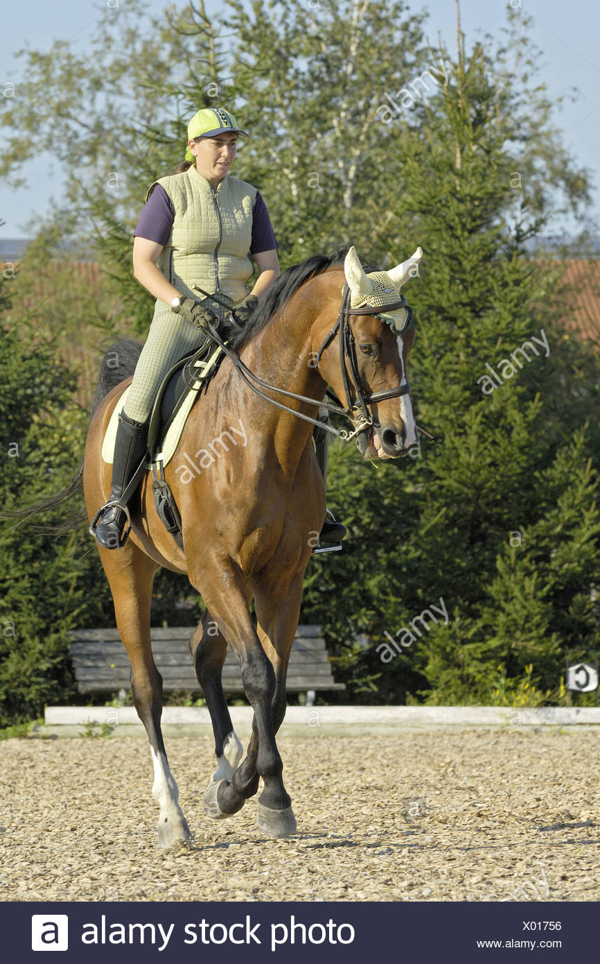 Female Dressage Rider High Resolution Stock Photography and Images - Alamy