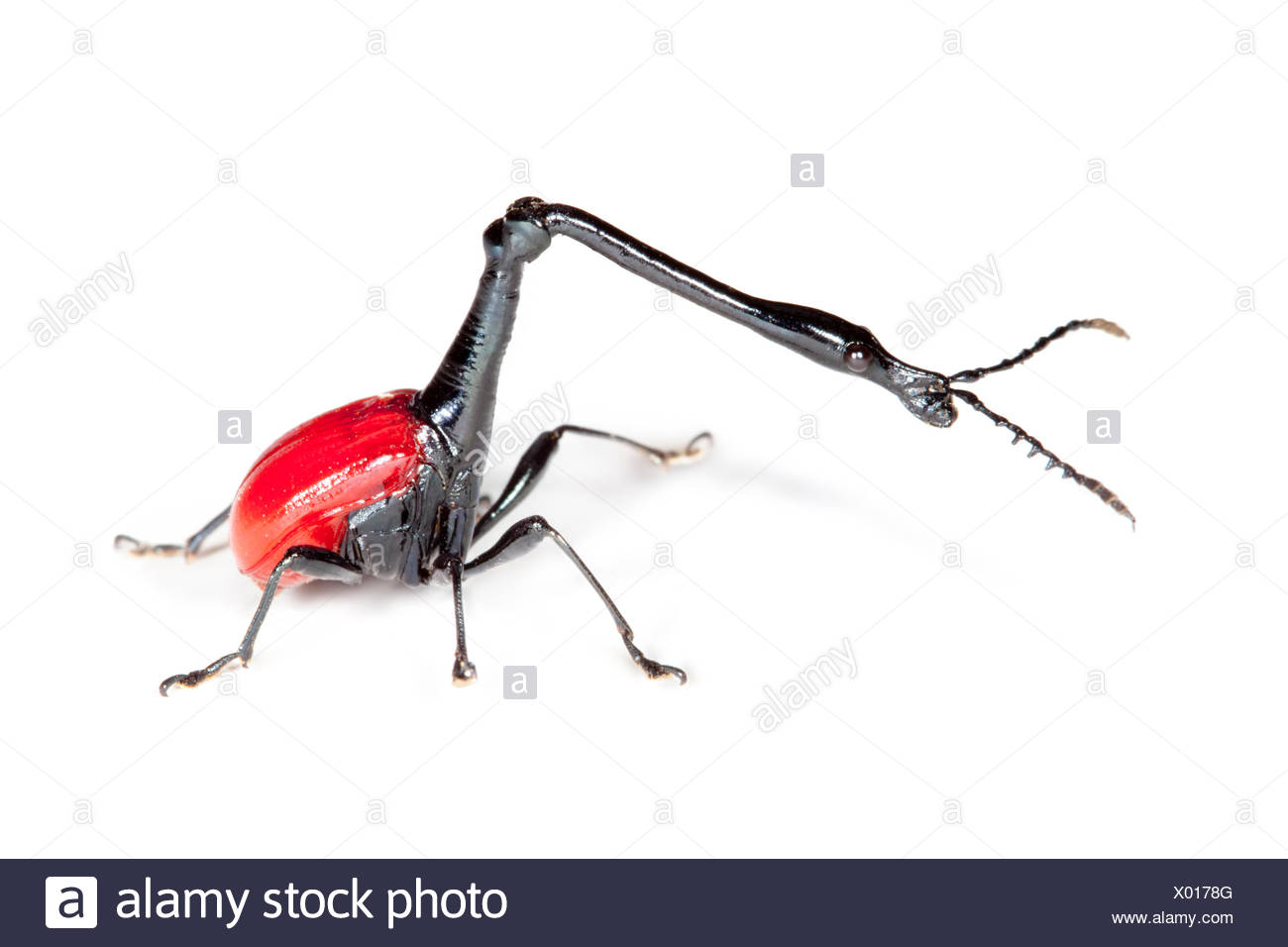 Giraffe Beetle Stock Photos & Giraffe Beetle Stock Images - Alamy