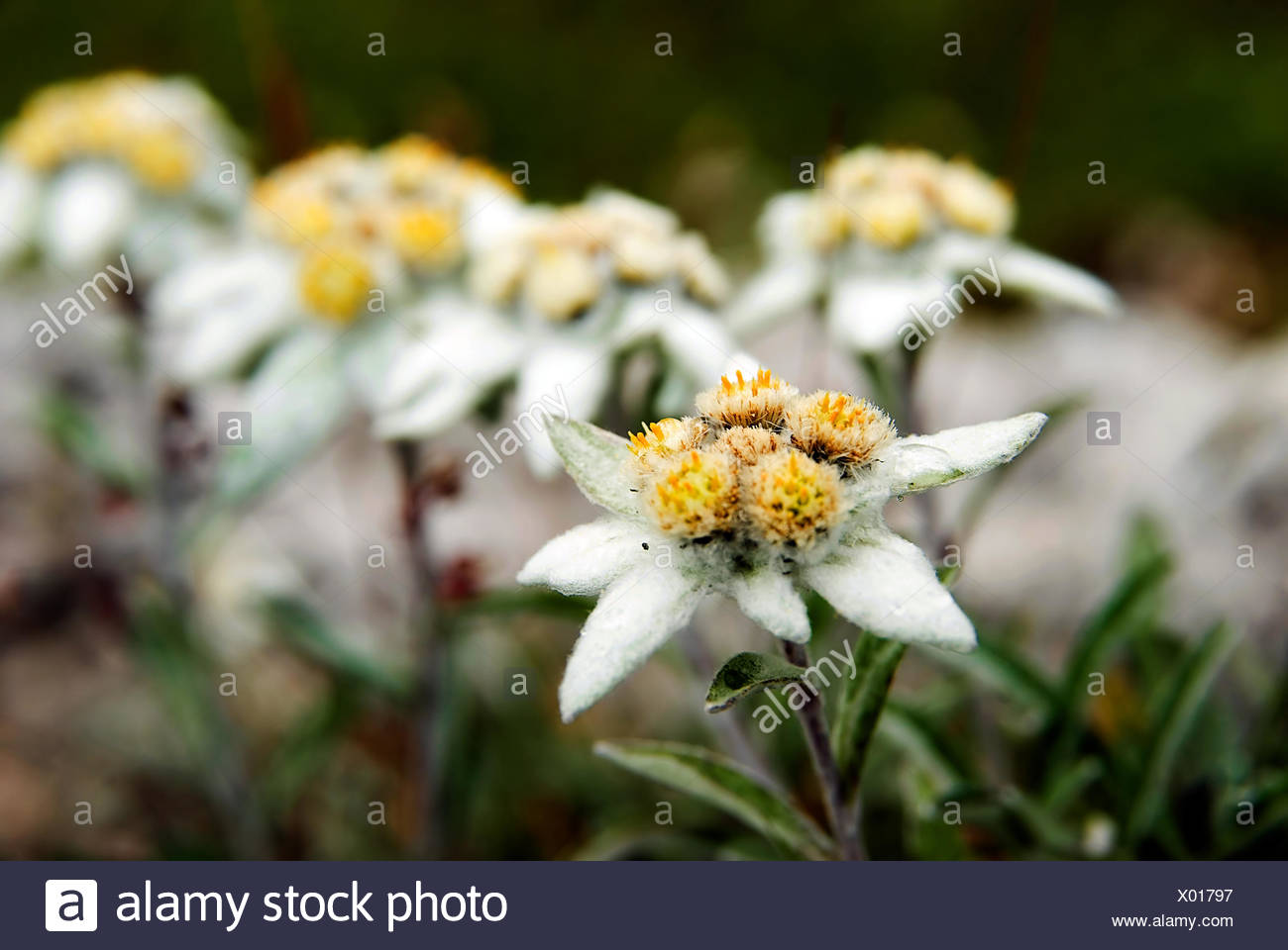 Alps Flower Yellow Stock Photos & Alps Flower Yellow Stock Images - Alamy