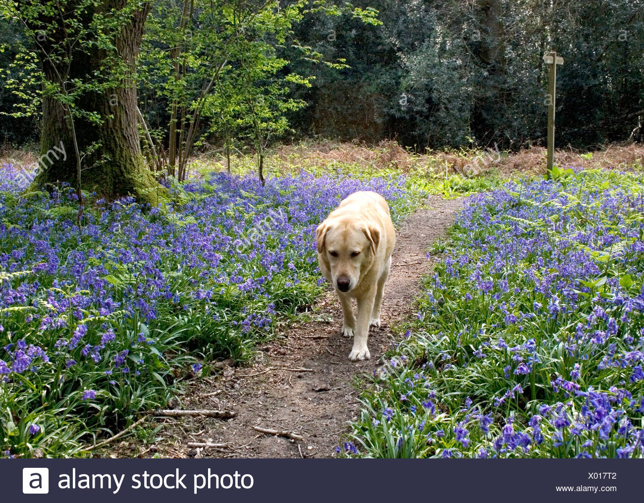 Labrador In Bluebell Woods High Resolution Stock Photography and Images ...