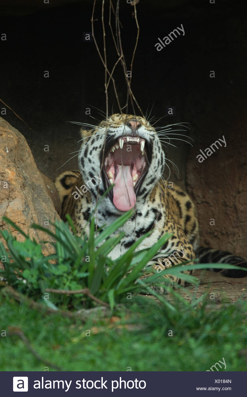 Jaguar With Mouth Open High Resolution Stock Photography and Images - Alamy