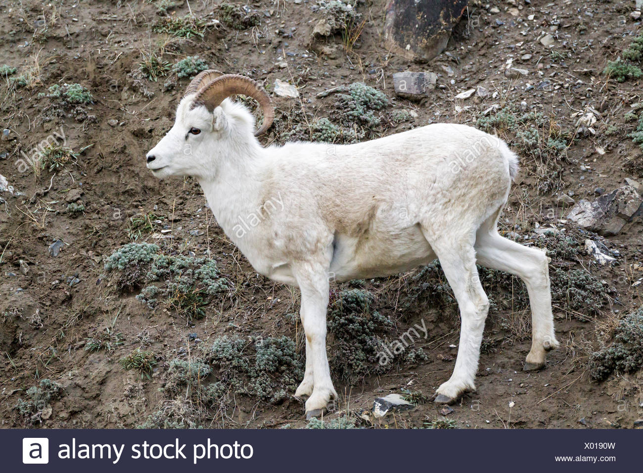 Dall Sheep Ovis Dalli Sheep High Resolution Stock Photography and ...