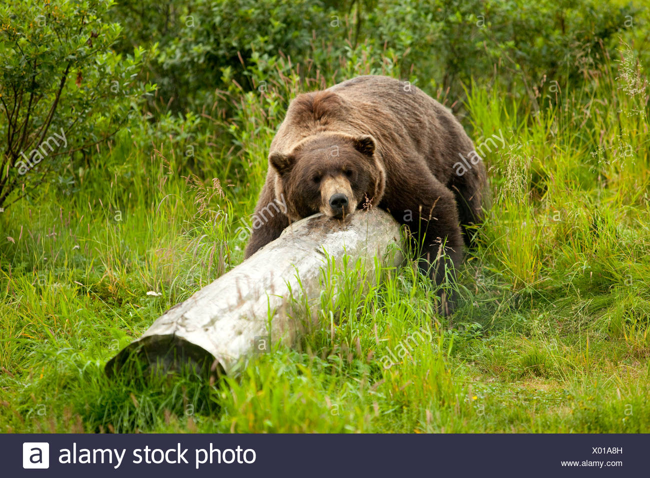 The Lazy Bear High Resolution Stock Photography and Images - Alamy