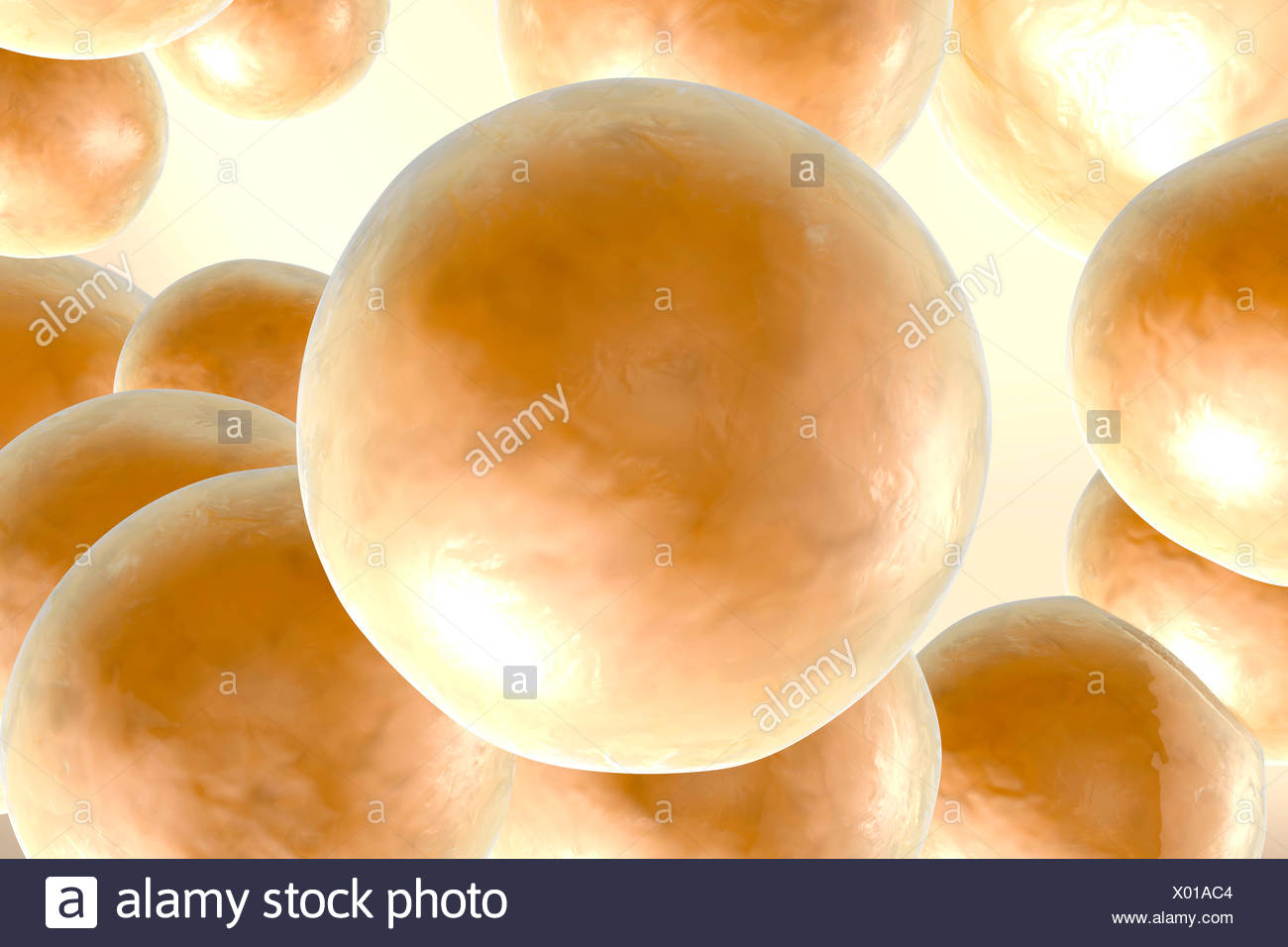 Group Of Fat Cells Stock Photos & Group Of Fat Cells Stock Images - Alamy
