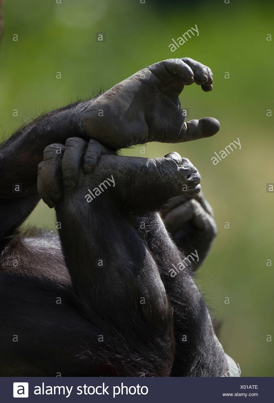Chimpanzee Feet High Resolution Stock Photography and Images - Alamy