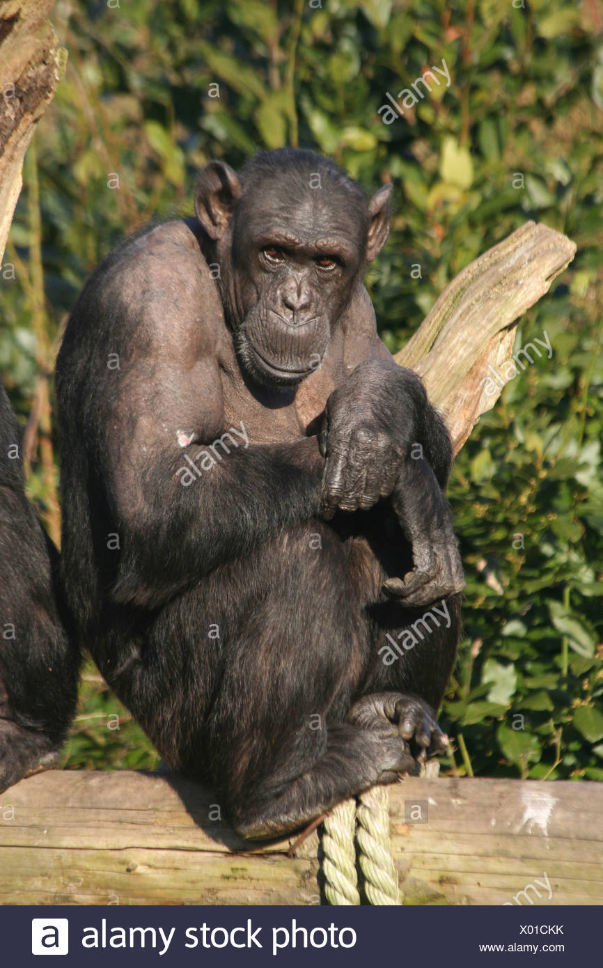 Chimpanzee Upright High Resolution Stock Photography and Images - Alamy