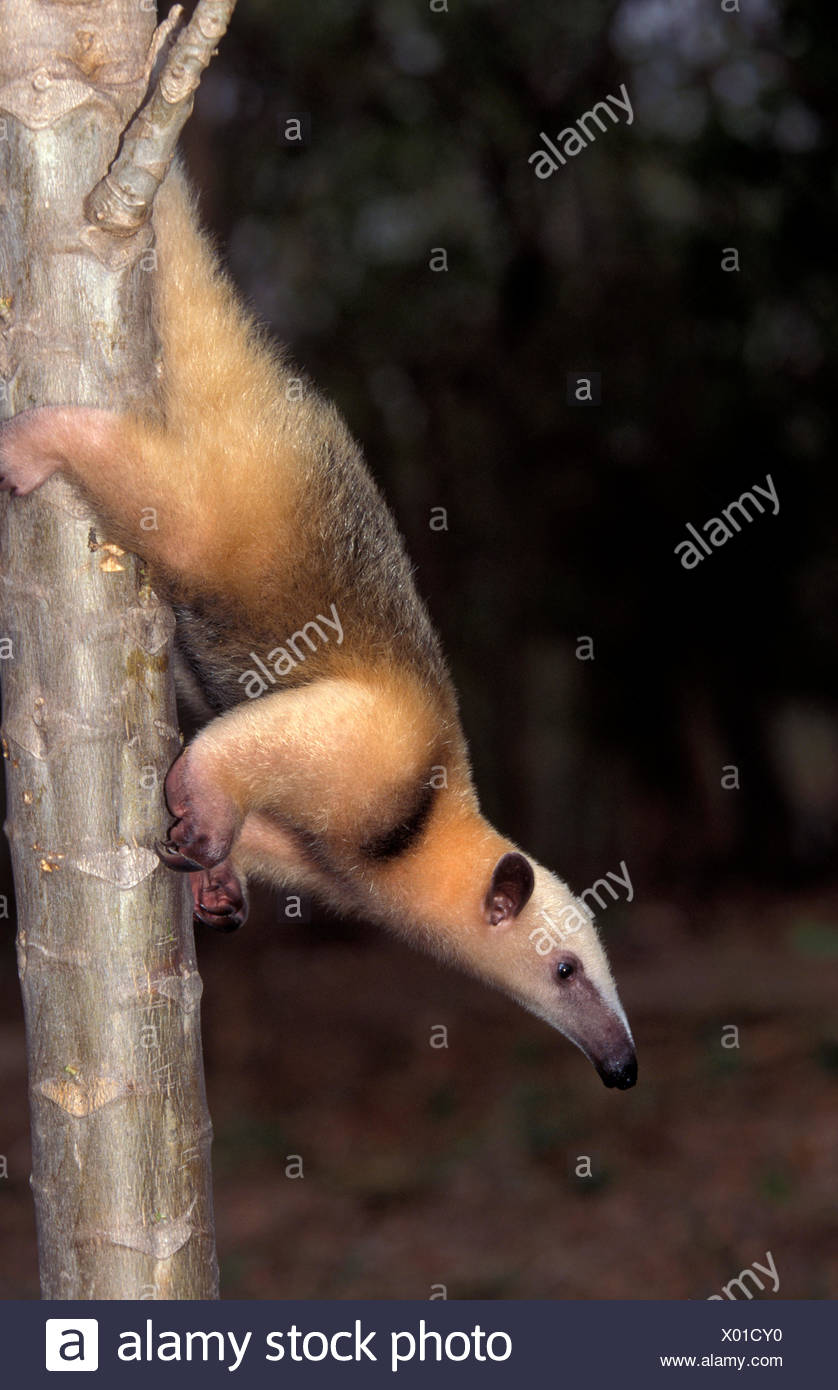 Collared Anteater Stock Photos & Collared Anteater Stock Images - Alamy