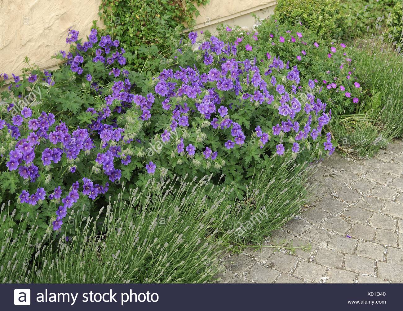Cranesbill Johnsons Blue Flower High Resolution Stock Photography and ...