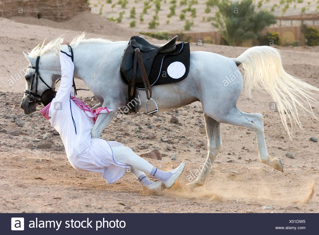 Horse Rider Falling High Resolution Stock Photography and Images - Alamy