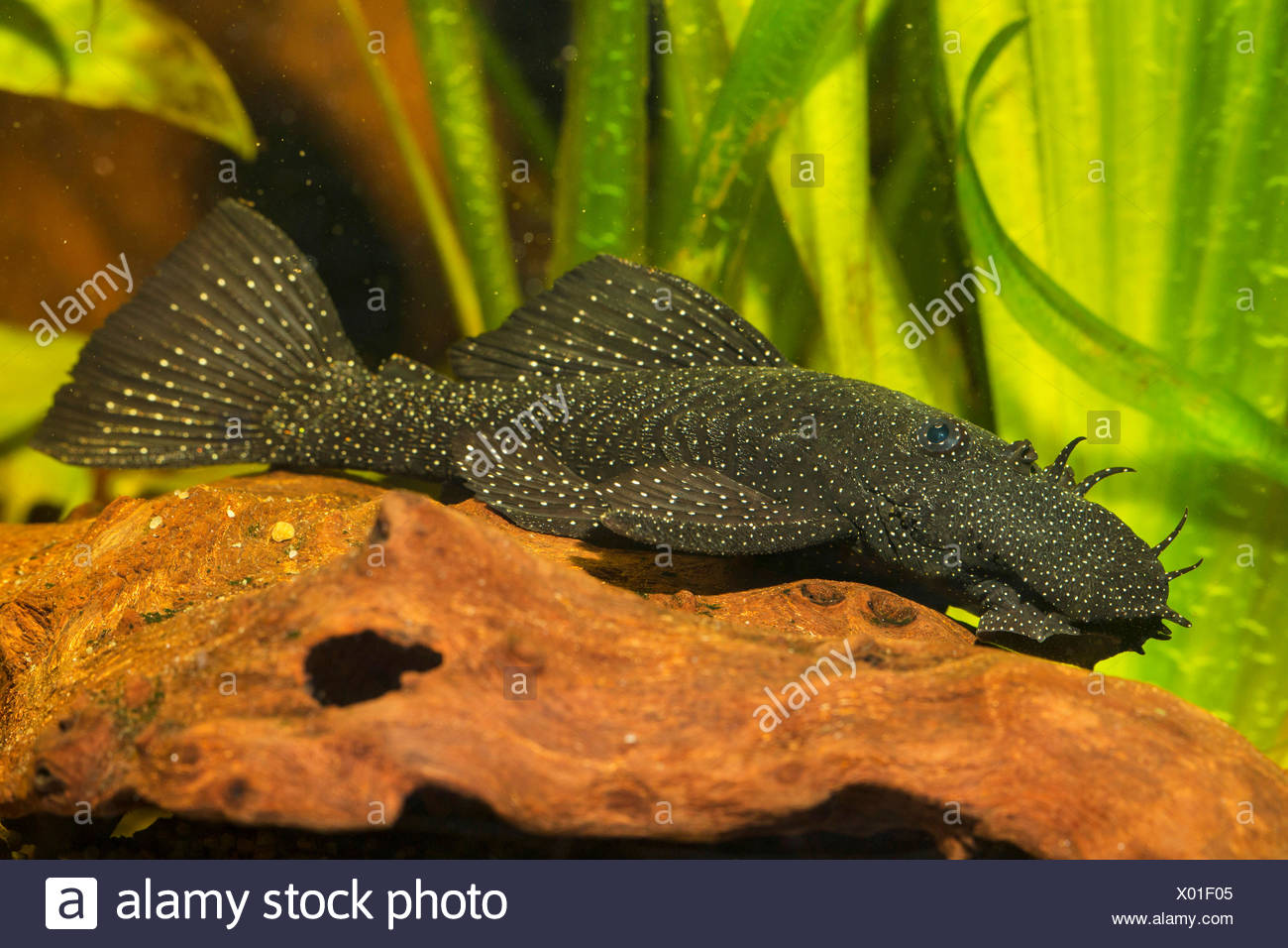 Big Nose Fish High Resolution Stock Photography and Images - Alamy