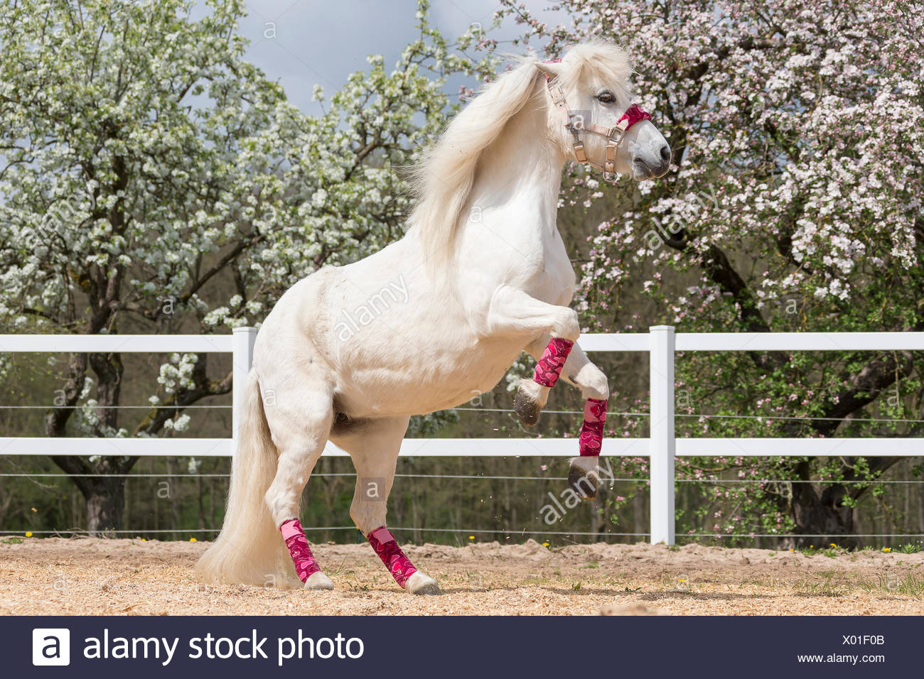 Shetland Pony Horse Rearing Stock Photos & Shetland Pony Horse Rearing ...