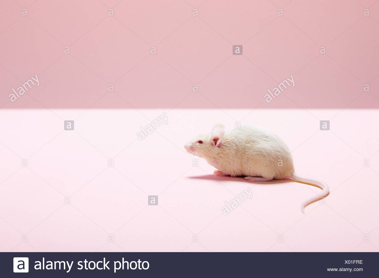 Cute Mouse Pink Stock Photos & Cute Mouse Pink Stock Images - Alamy