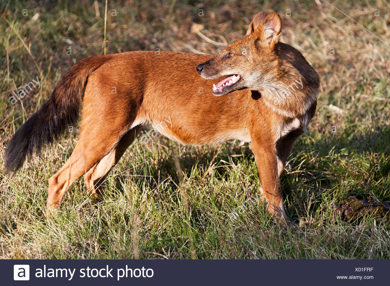 Indian Wild Dog Stock Photos & Indian Wild Dog Stock Images - Alamy