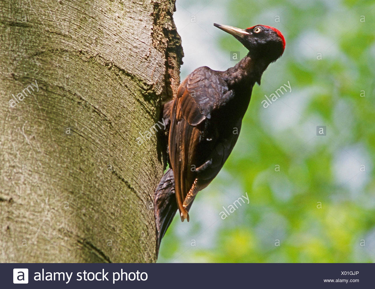 Black Woodpeckers Dryocopus Martius High Resolution Stock Photography ...