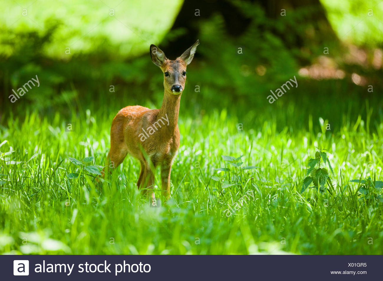 Doe Deer Stock Photos & Doe Deer Stock Images - Alamy