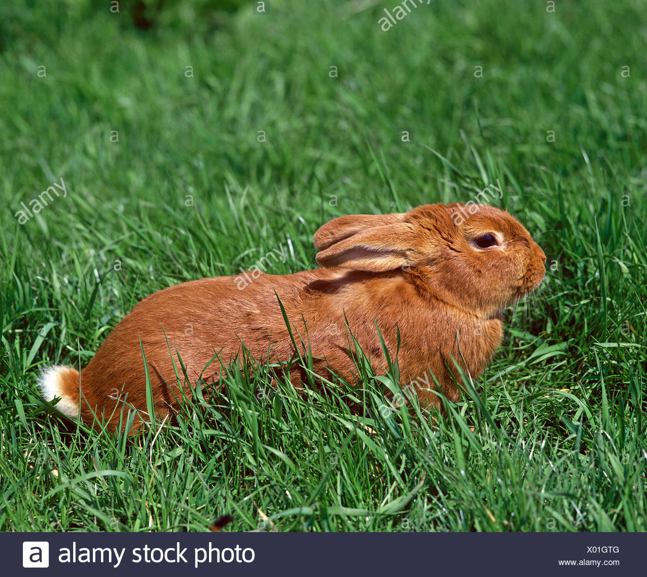Fauve De Bourgogne High Resolution Stock Photography and Images - Alamy