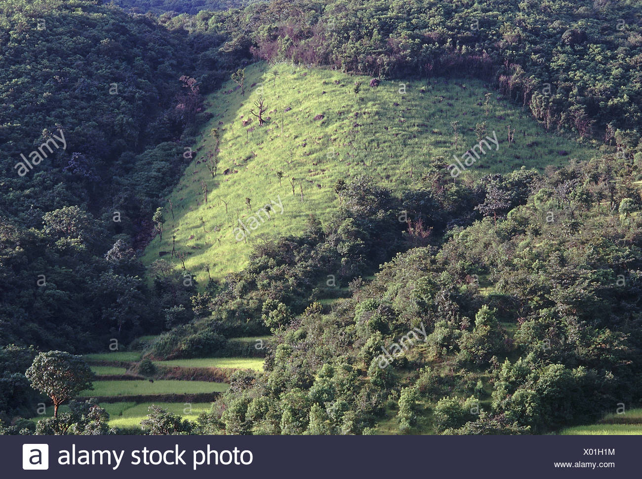 Shifting Cultivation High Resolution Stock Photography and Images - Alamy