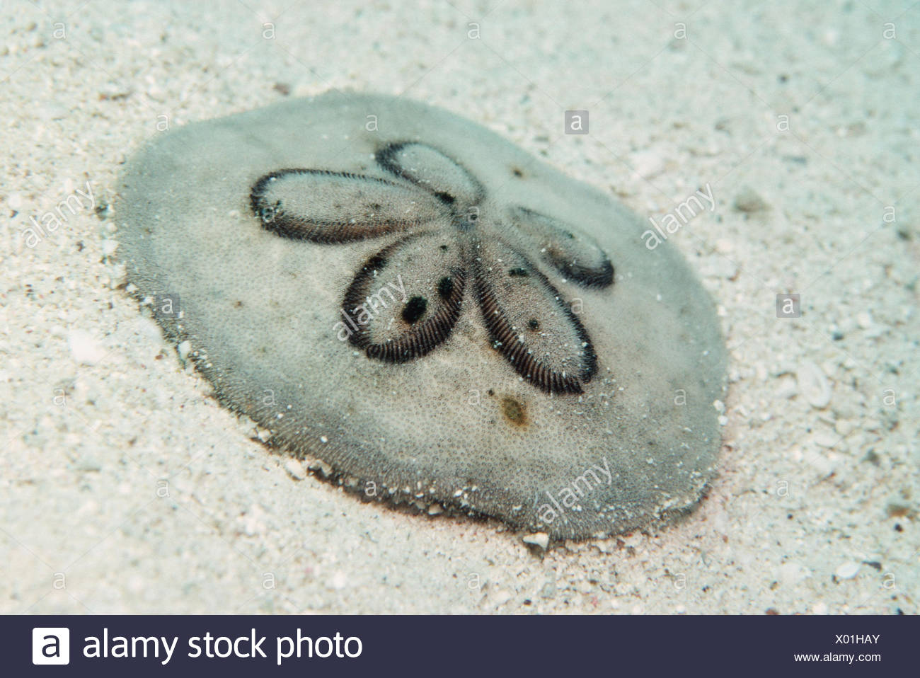 Clypeaster High Resolution Stock Photography and Images - Alamy