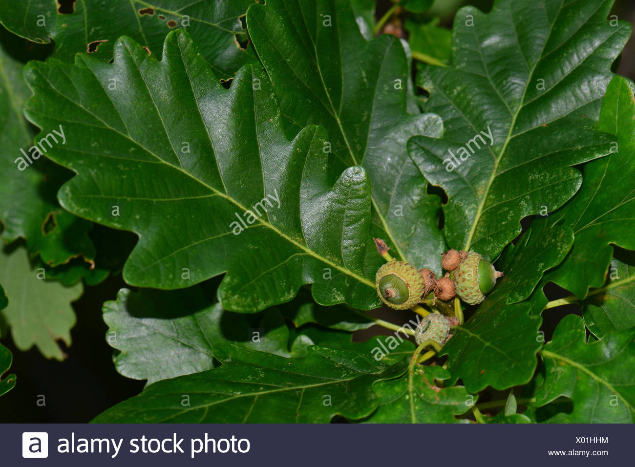 Sessile Oak Quercus Petraea High Resolution Stock Photography and ...